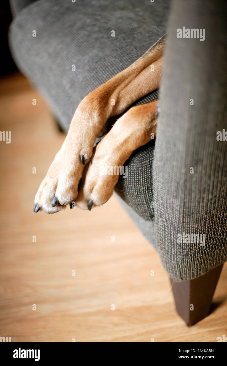 Resting pets hi-res stock photography and images - Alamy