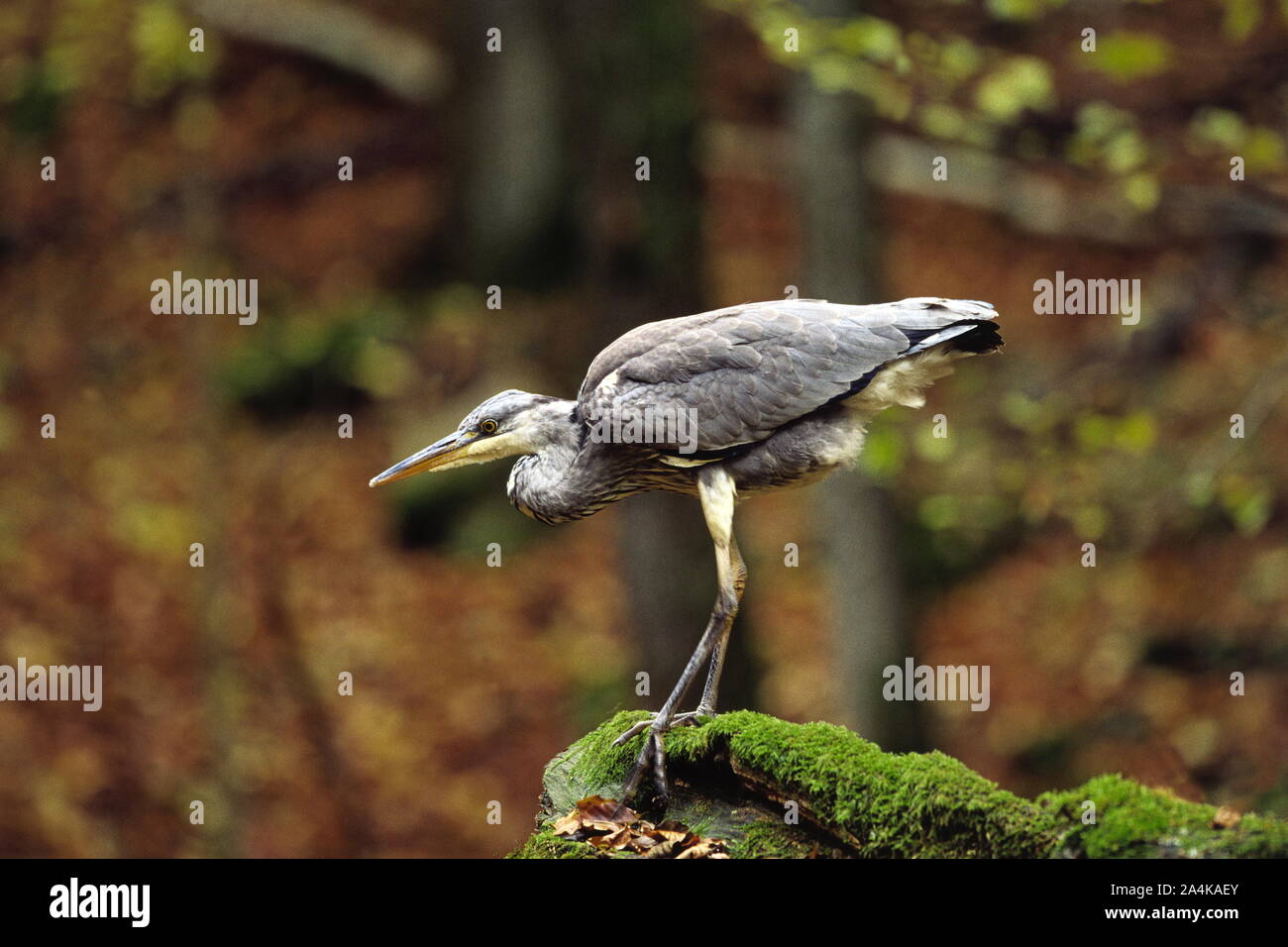 Hegre hi-res stock photography and images - Alamy