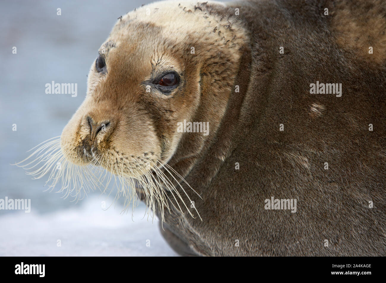 Bearded seal - whiskers - Svalbard Stock Photo - Alamy