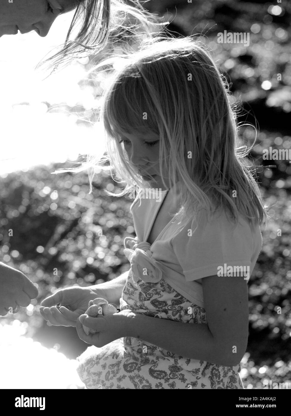 Summer shell Black and White Stock Photos & Images - Alamy