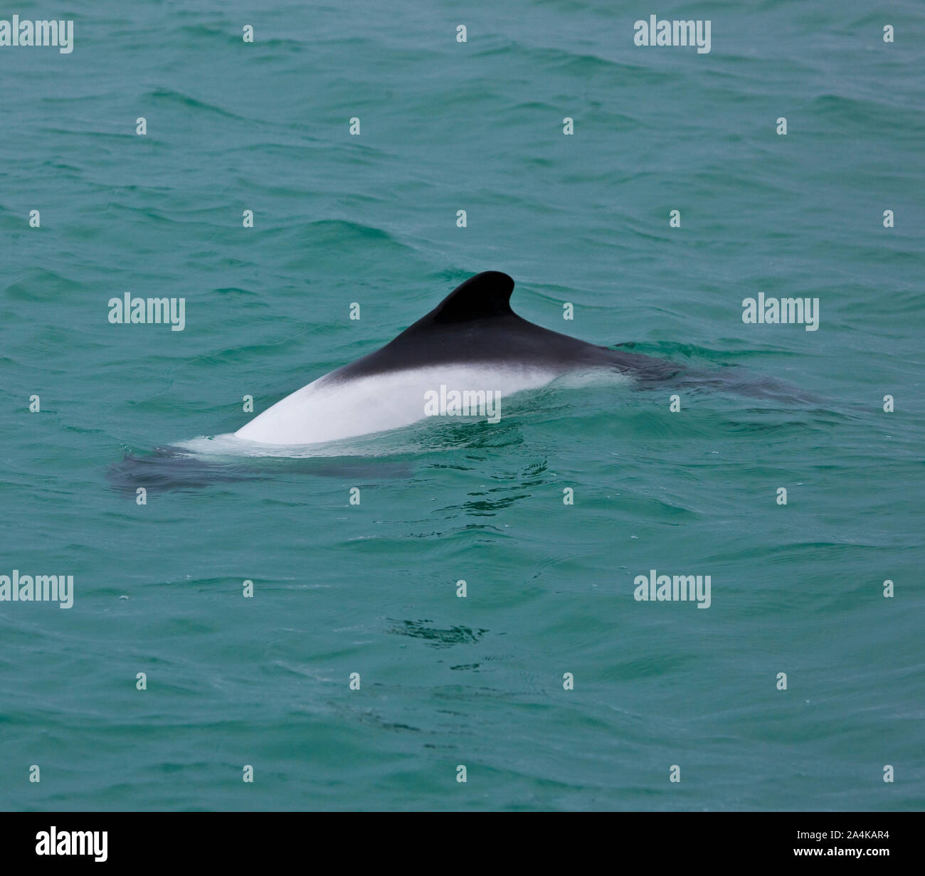 Tonina overa hi-res stock photography and images - Alamy
