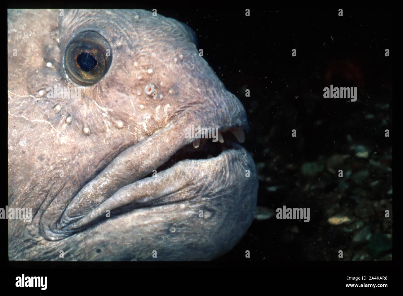 Atlantic catfish hi-res stock photography and images - Alamy