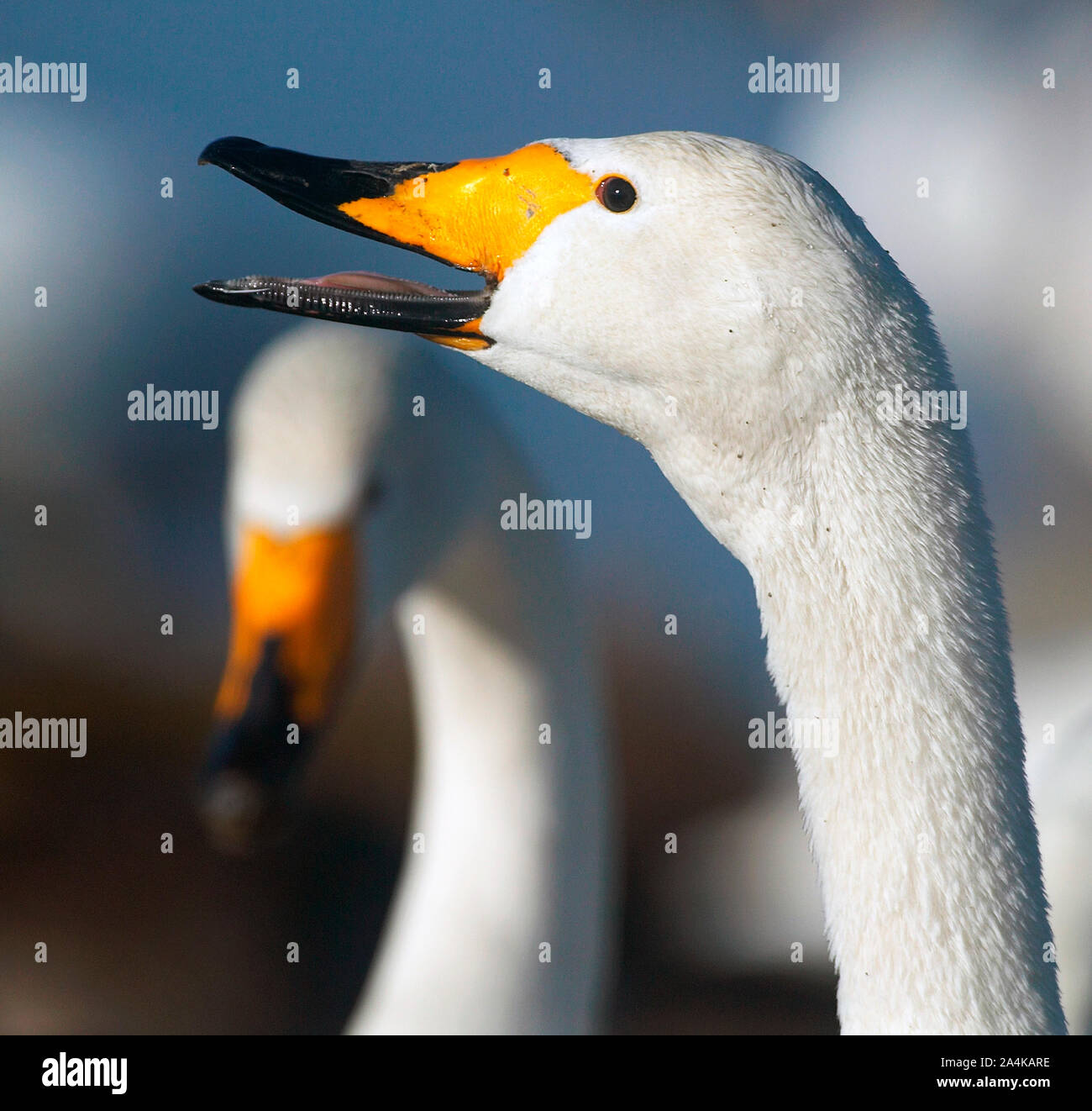 Two swans - beaks Stock Photo - Alamy