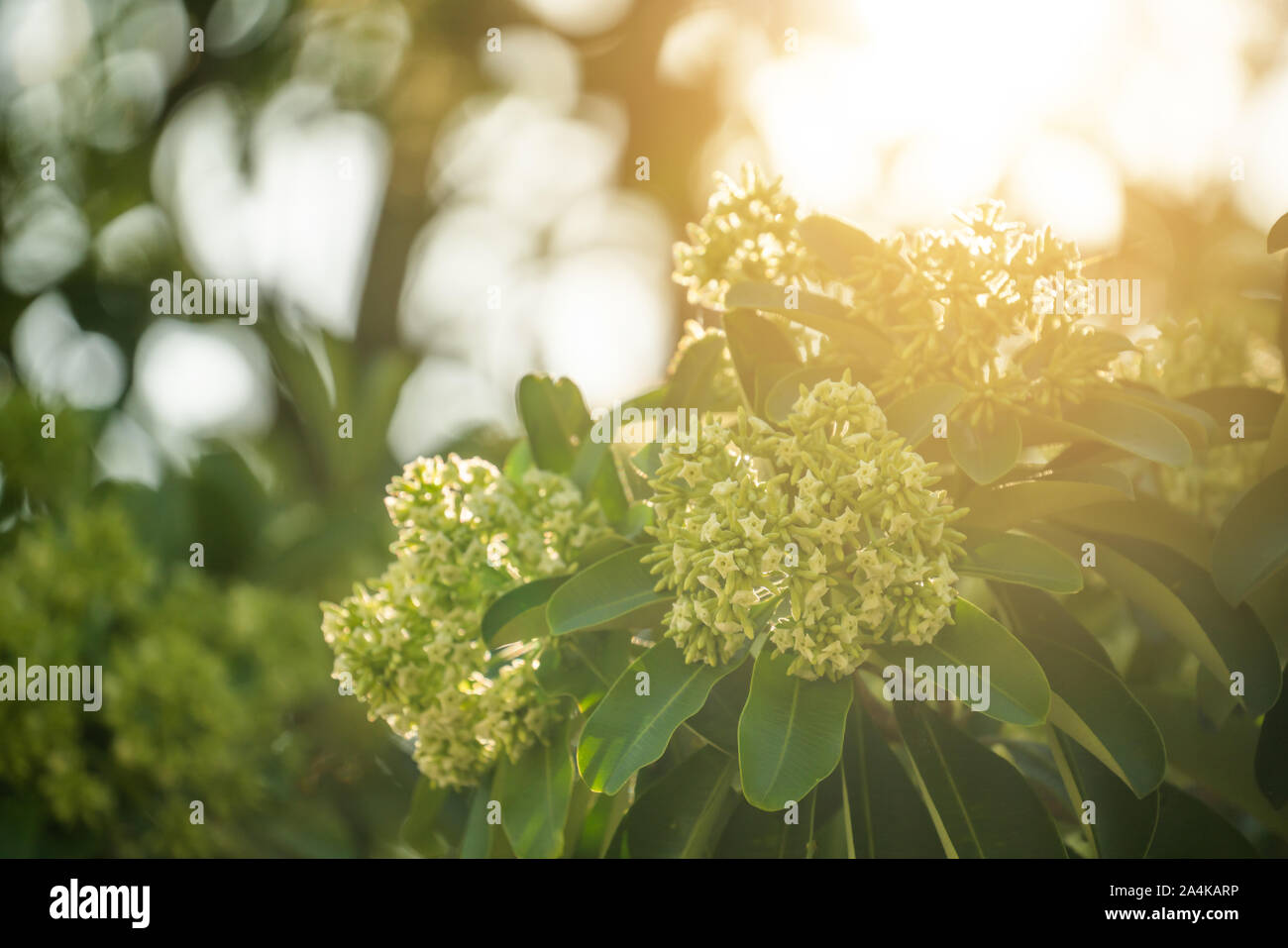 Devil tree or blackboard Tree ( Alstonia scholaris ) with flowers have ...