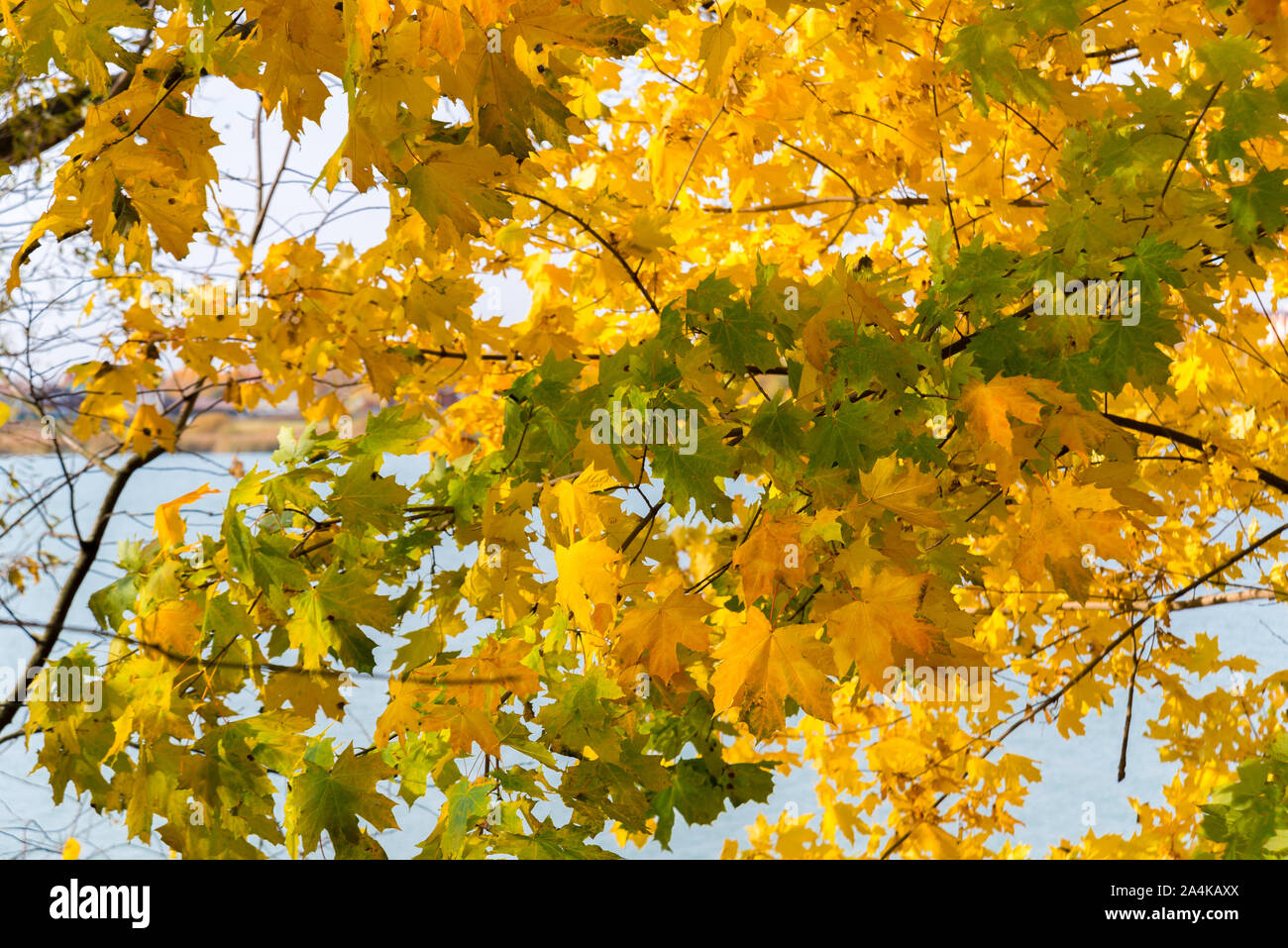 Collection of Beautiful Colorful Autumn Leaves / green, yellow, orange ...