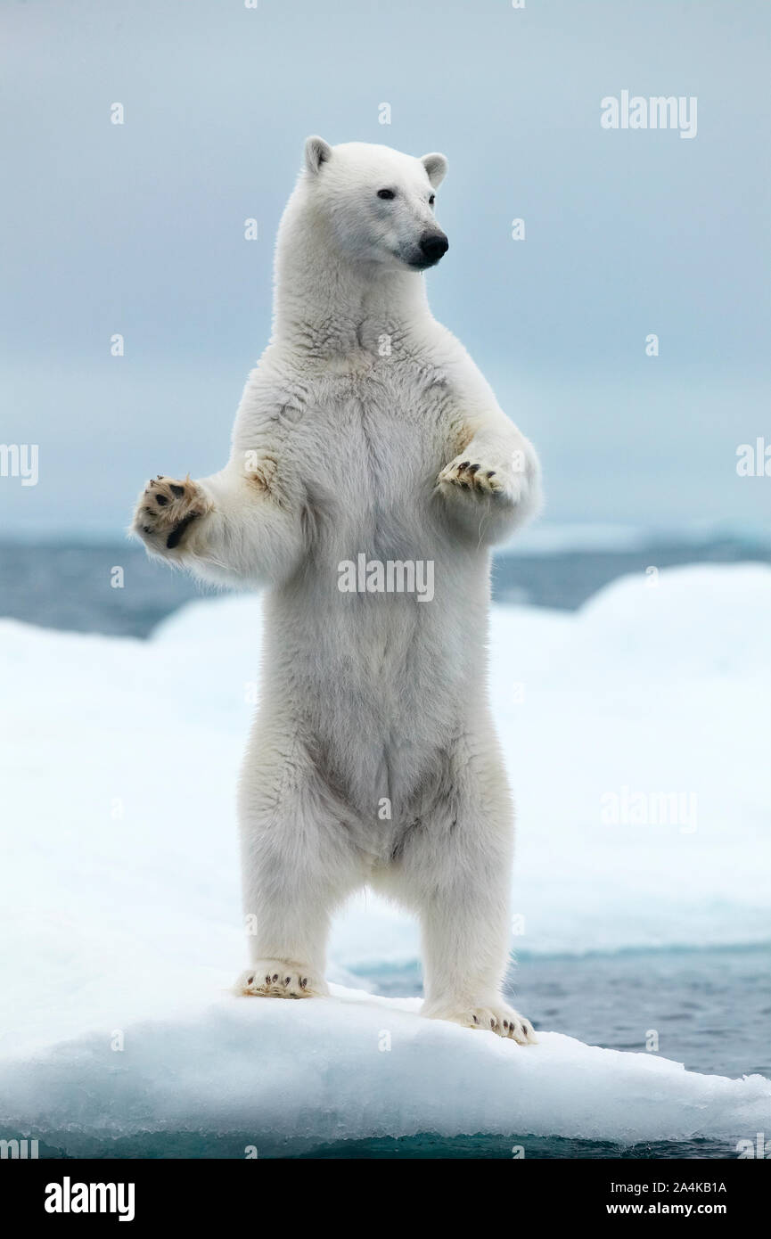 Bear standing on two legs hi-res stock photography and images - Alamy