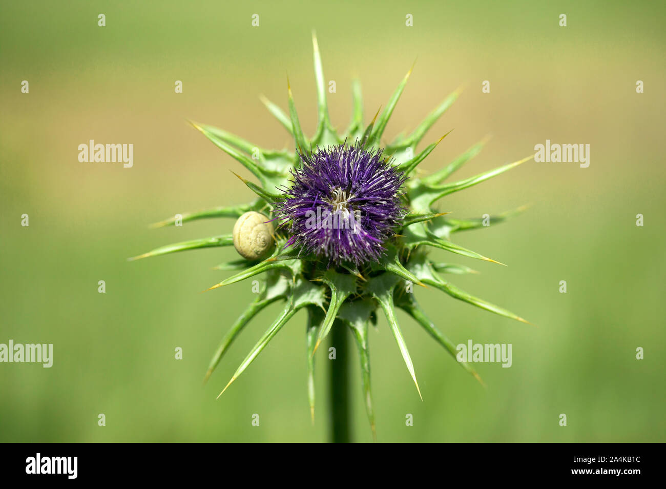 Form spikes hi-res stock photography and images - Alamy