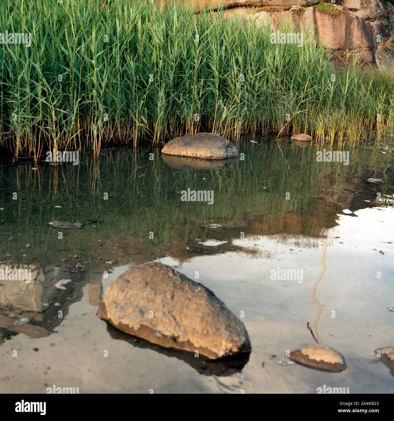 Reeds and ponds hi-res stock photography and images - Alamy