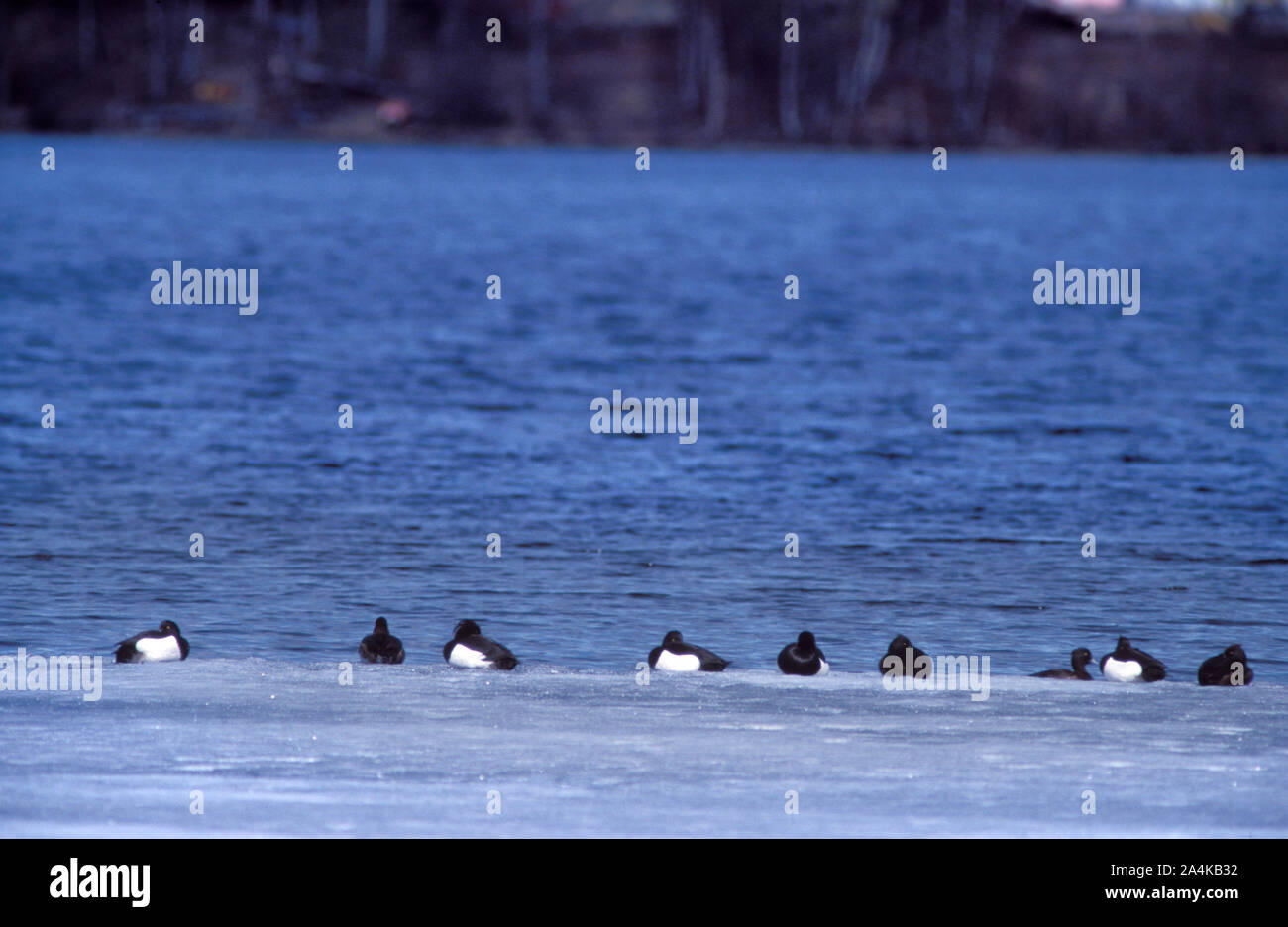 Toppand (aythya fuligula Stock Photo - Alamy