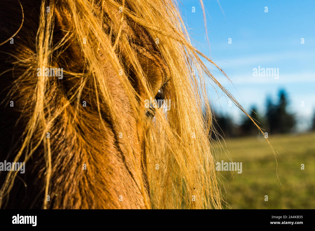 Pony texture hi-res stock photography and images - Alamy