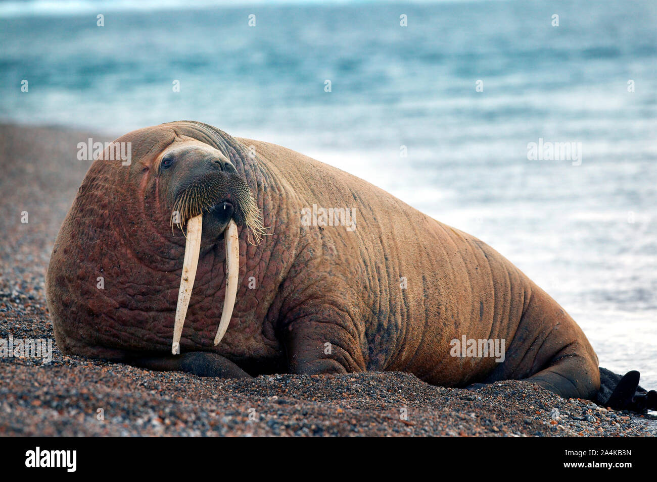 Spitsbergen Svalbard - walrus lying on the beach - long teeth Stock ...