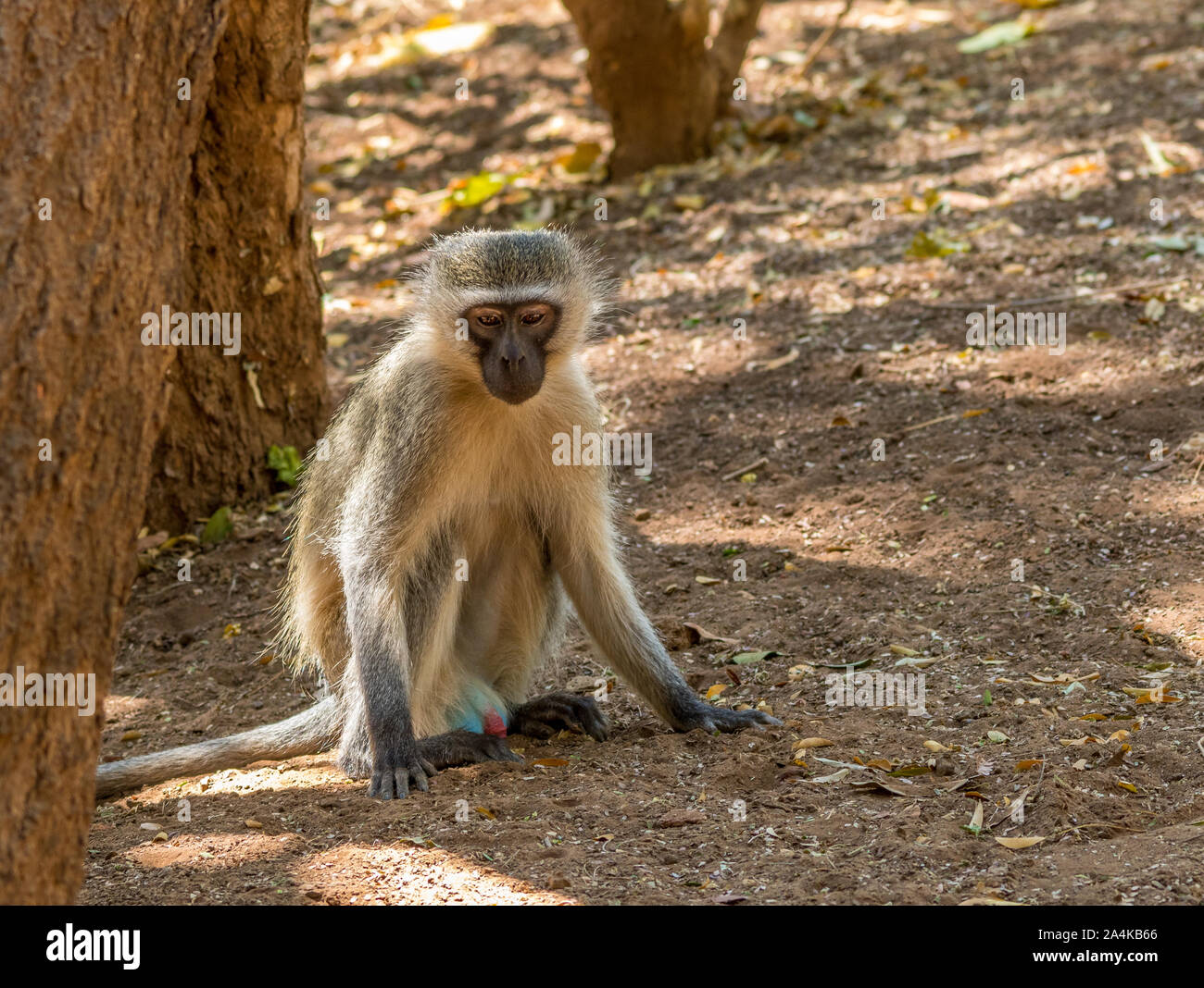 Monkey genitals hi-res stock photography and images - Alamy