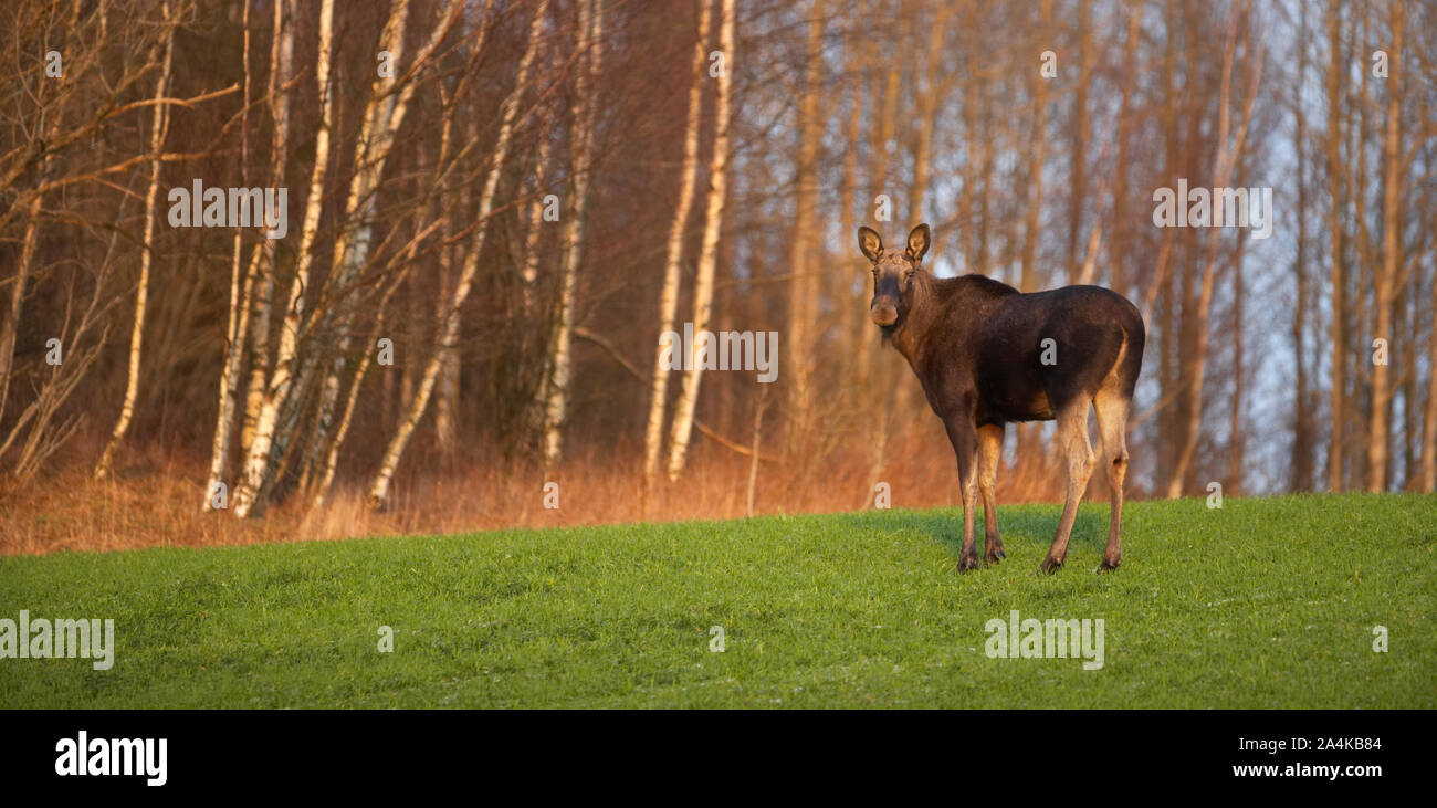 Trees and animals hi-res stock photography and images - Alamy