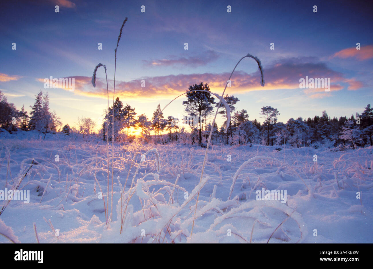 Snow in meadow Stock Photo - Alamy