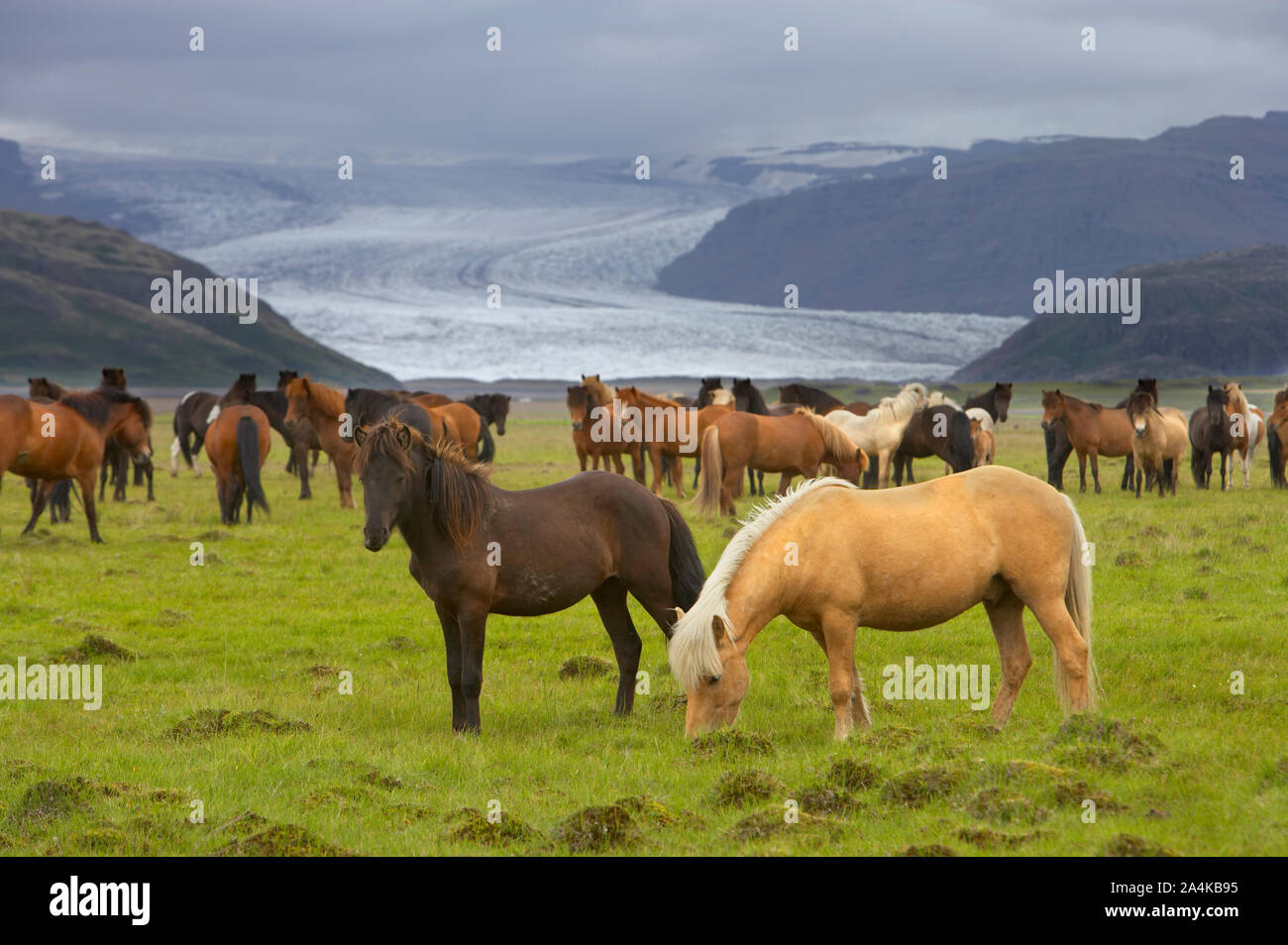 Horses form hi-res stock photography and images - Alamy