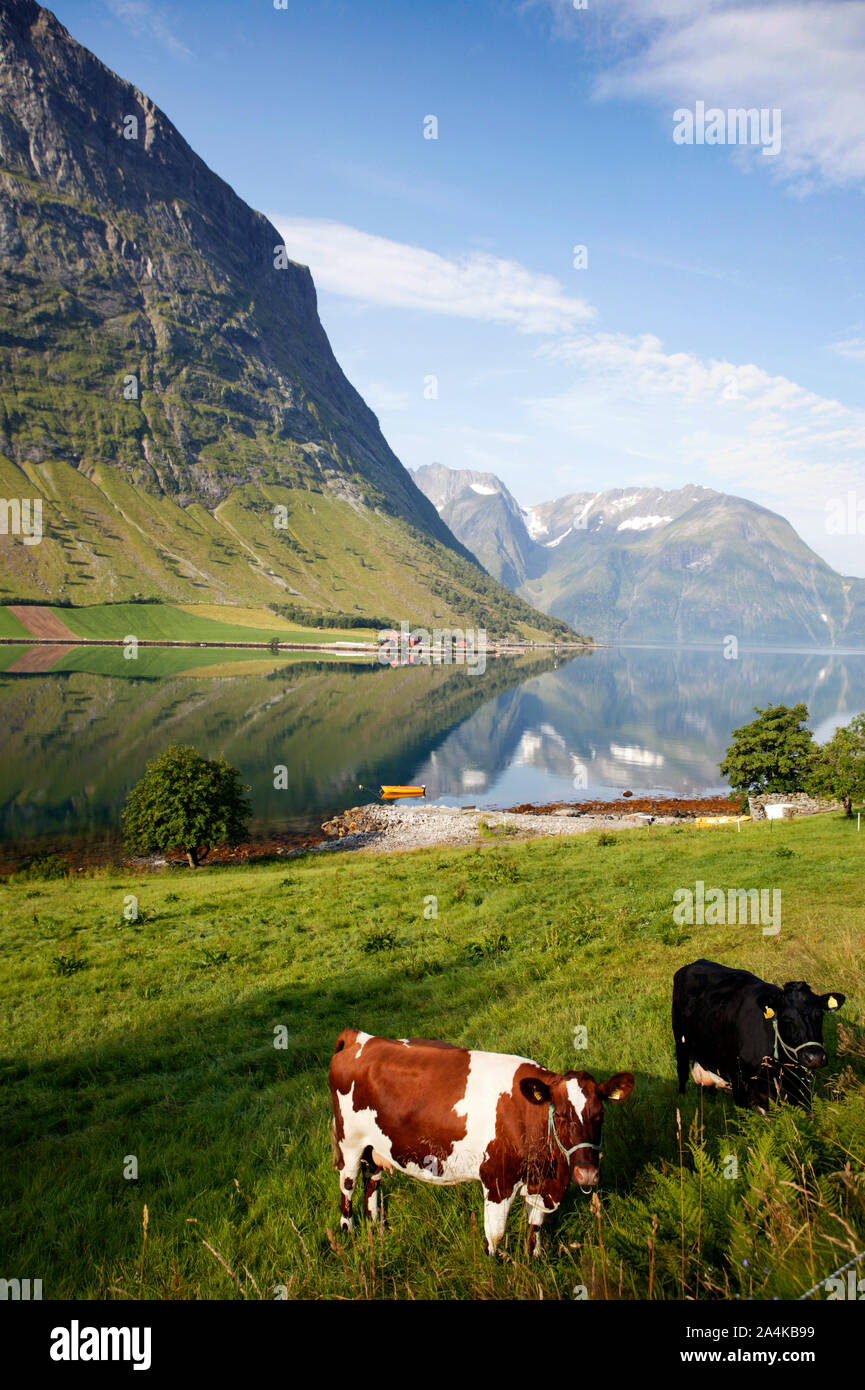 Europe cows hi-res stock photography and images - Alamy