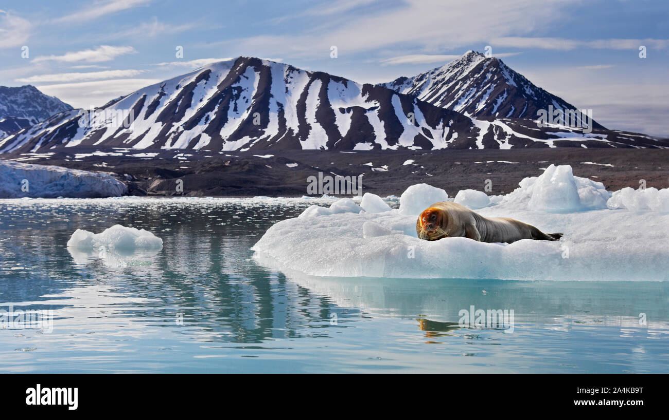 Ice raft in Svalbard Stock Photo - Alamy