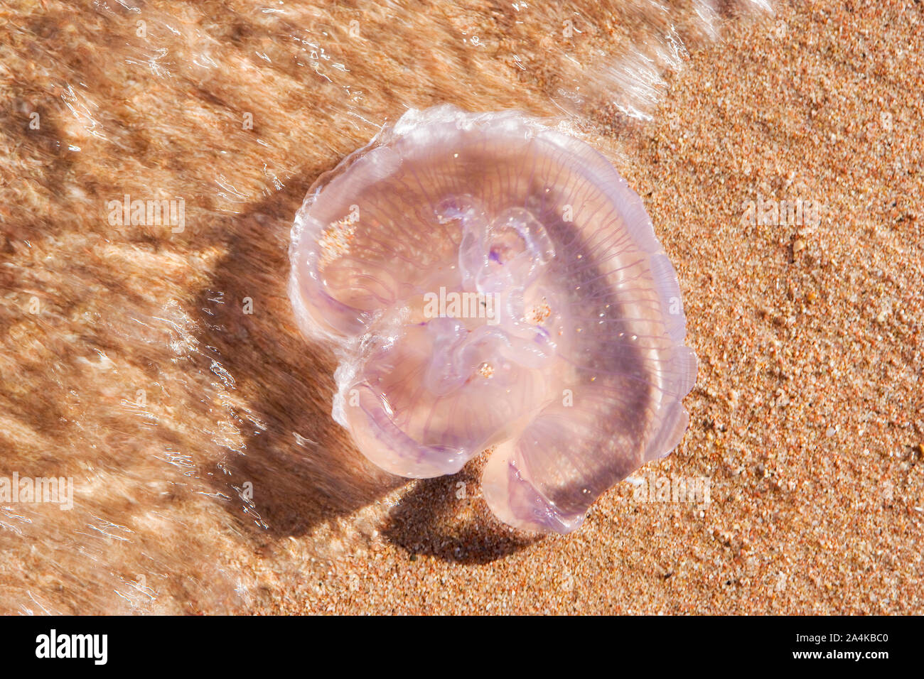 Jellyfish in the sand Stock Photo - Alamy