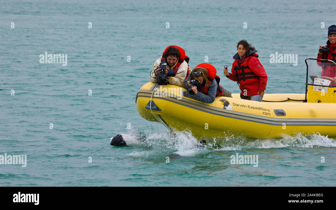 Delfin de commerson tonina overa hi-res stock photography and images ...