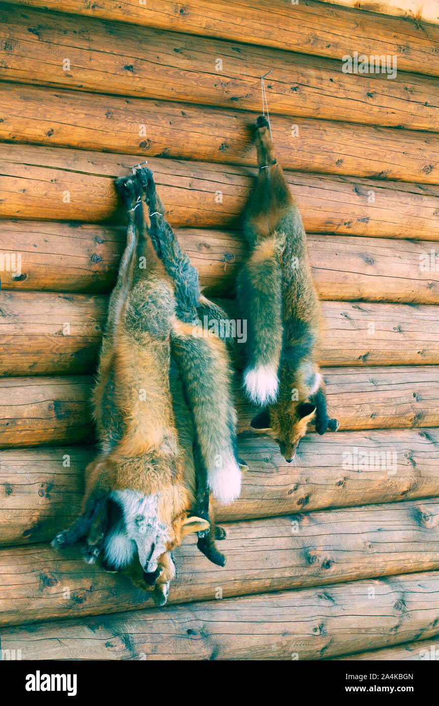 Dead red foxes - hanging on the wall Stock Photo - Alamy