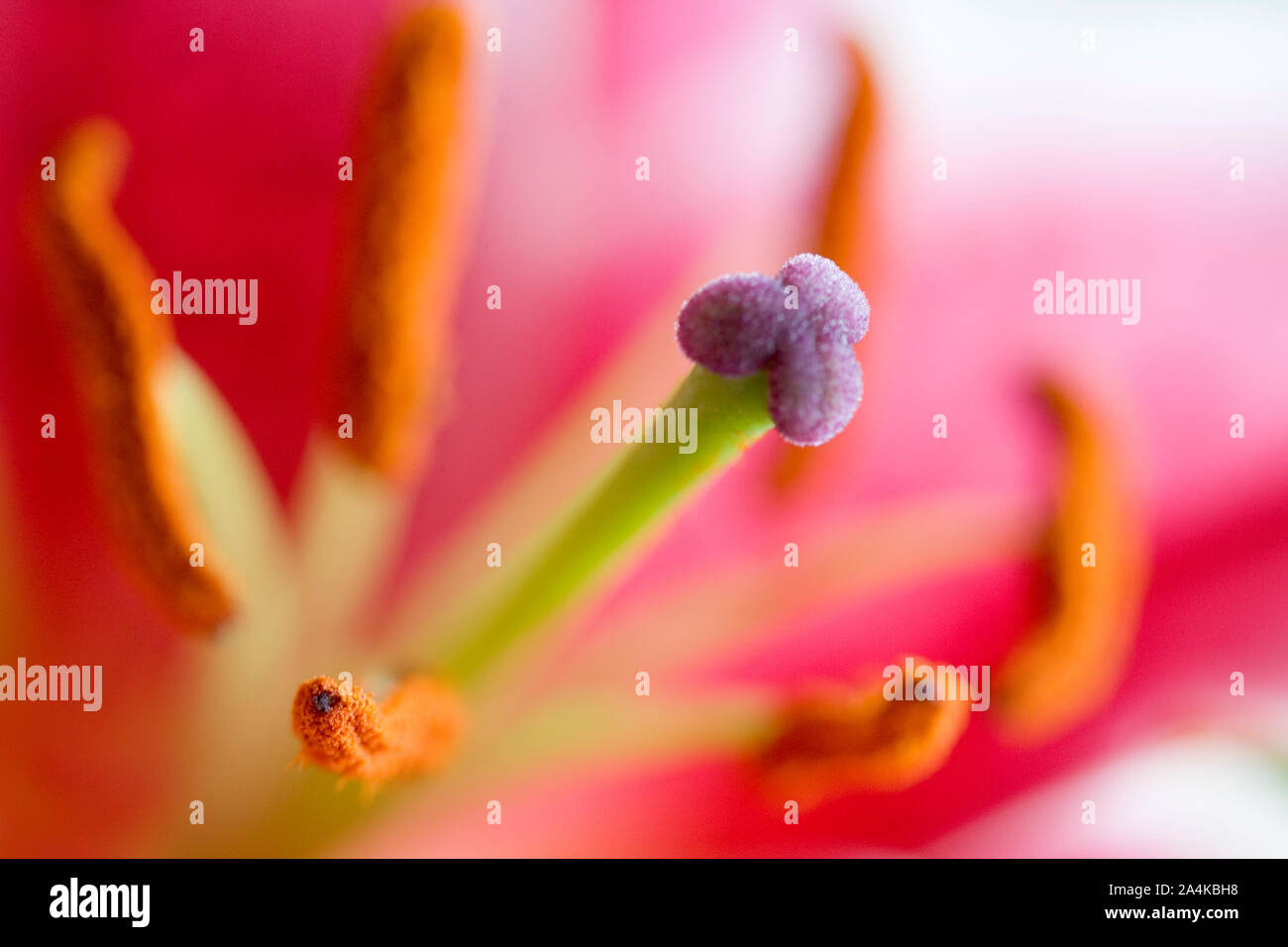 Pollen form hi-res stock photography and images - Alamy