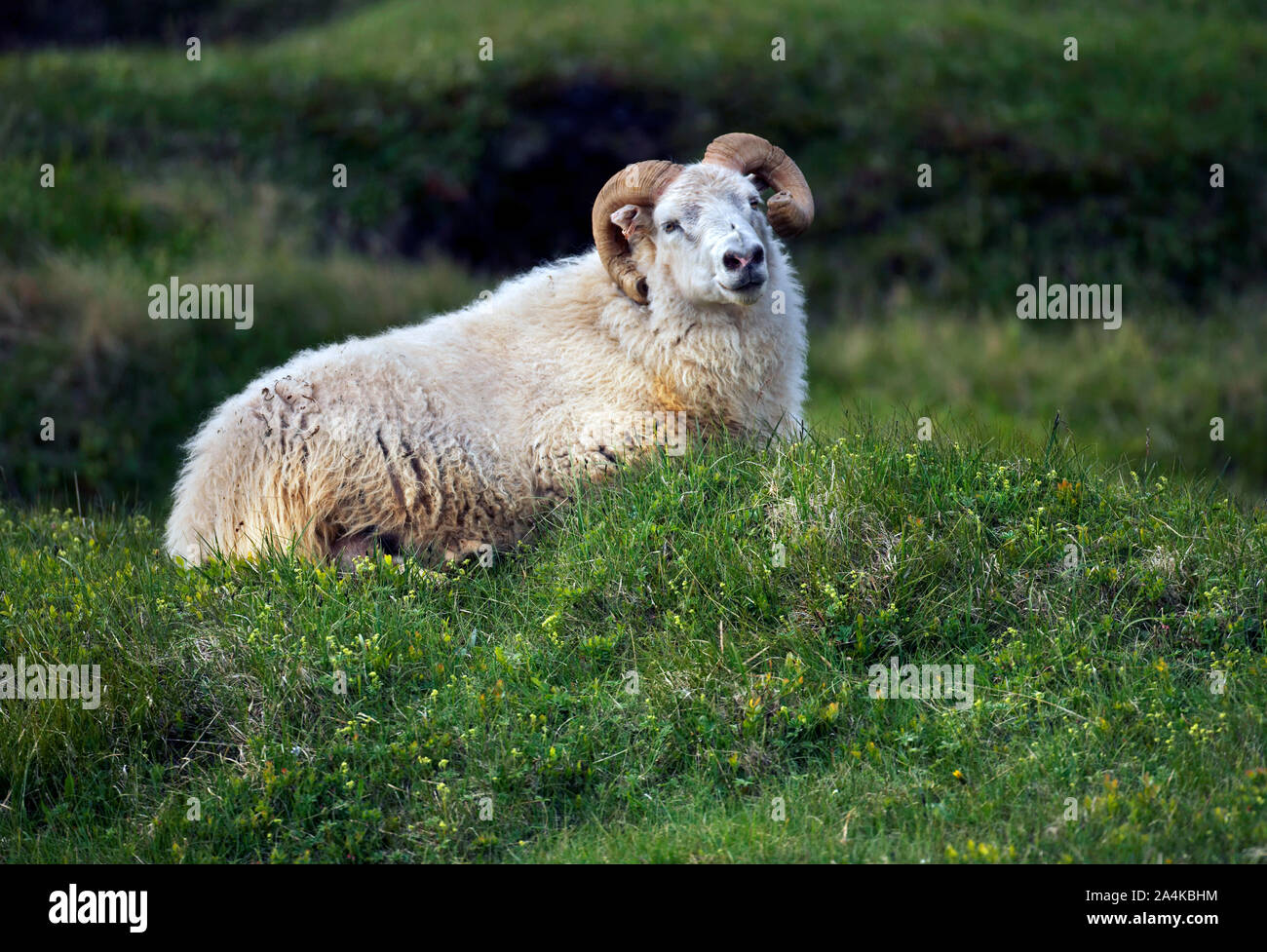 Sheep and grass hi-res stock photography and images - Alamy