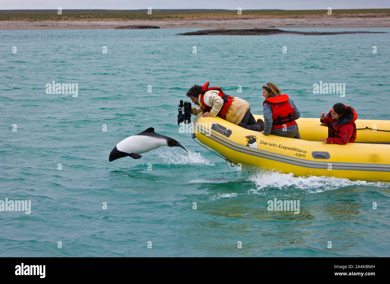 Delfin de Commerson o Tonina Overa (Cephalorhynchus commersonii),Ria ...