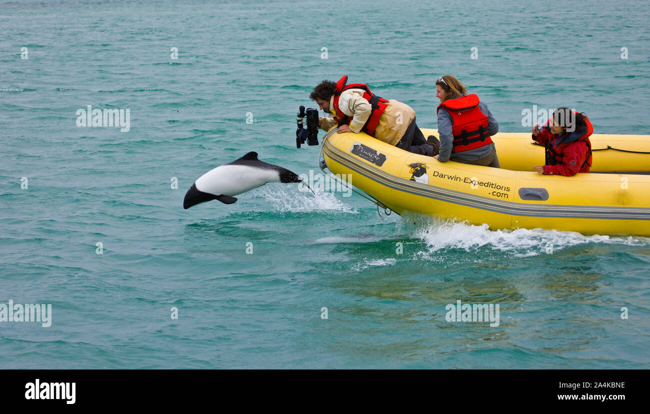 Delfin de Commerson o Tonina Overa (Cephalorhynchus commersonii),Ria ...