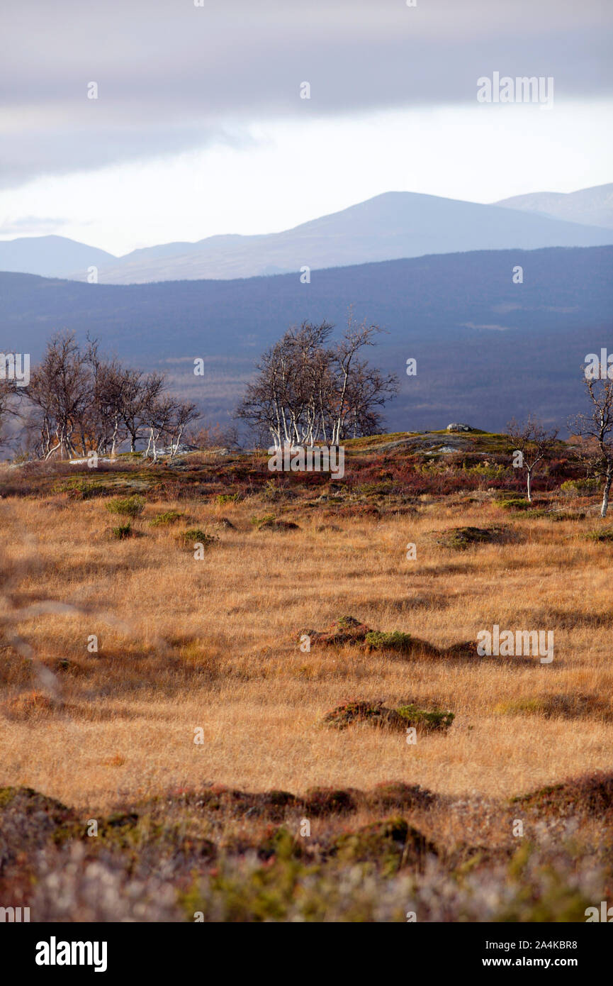 Marsh grass landscapes hi-res stock photography and images - Alamy