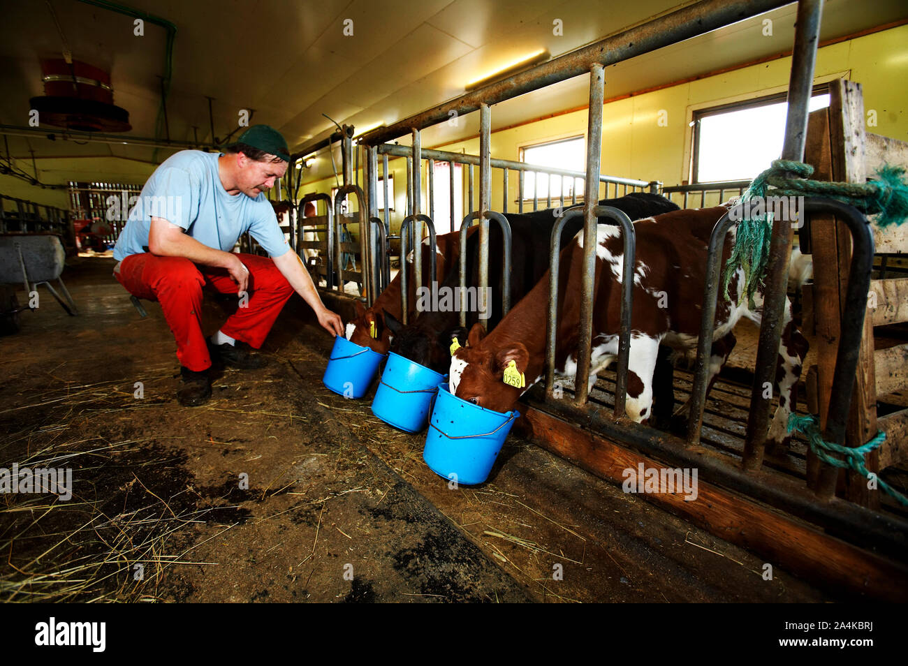 Cows in Dairy Farm Stock Photo - Alamy