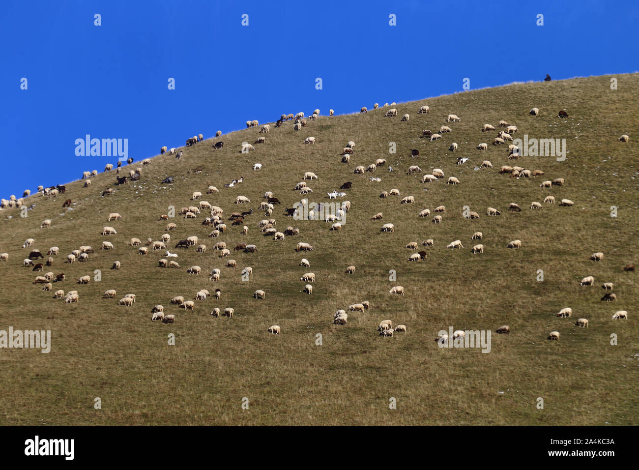 National Park of Abruzzo, Lazio and Molise - High altitude grazing of ...