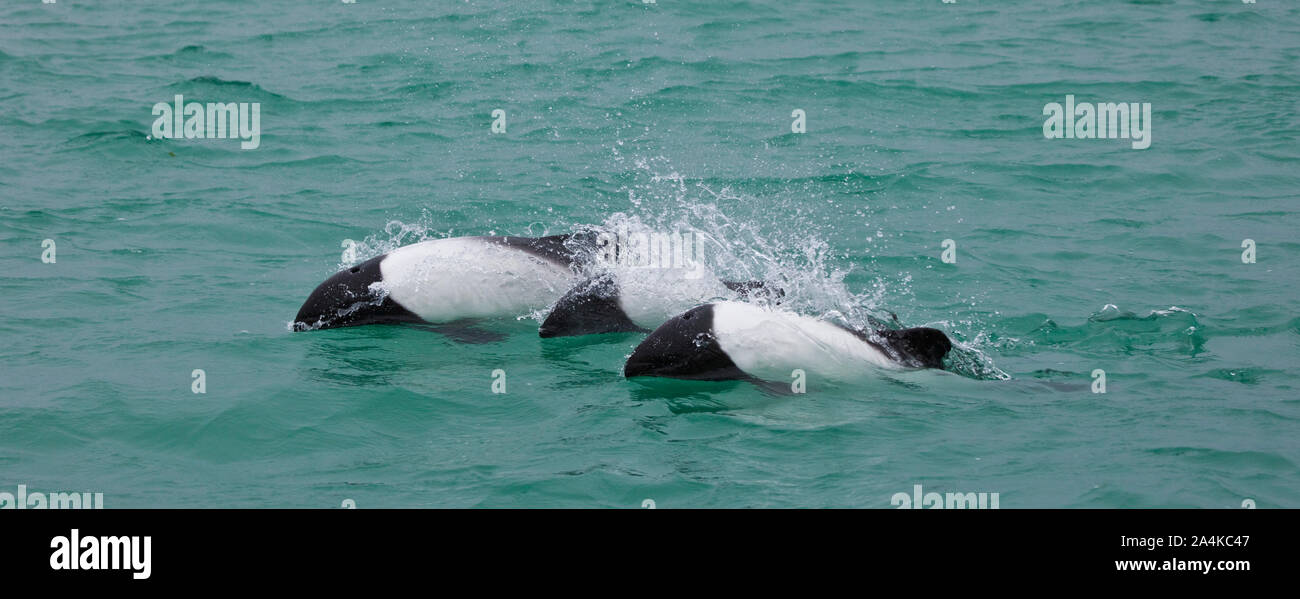 Delfin de Commerson o Tonina Overa (Cephalorhynchus commersonii),Ria ...