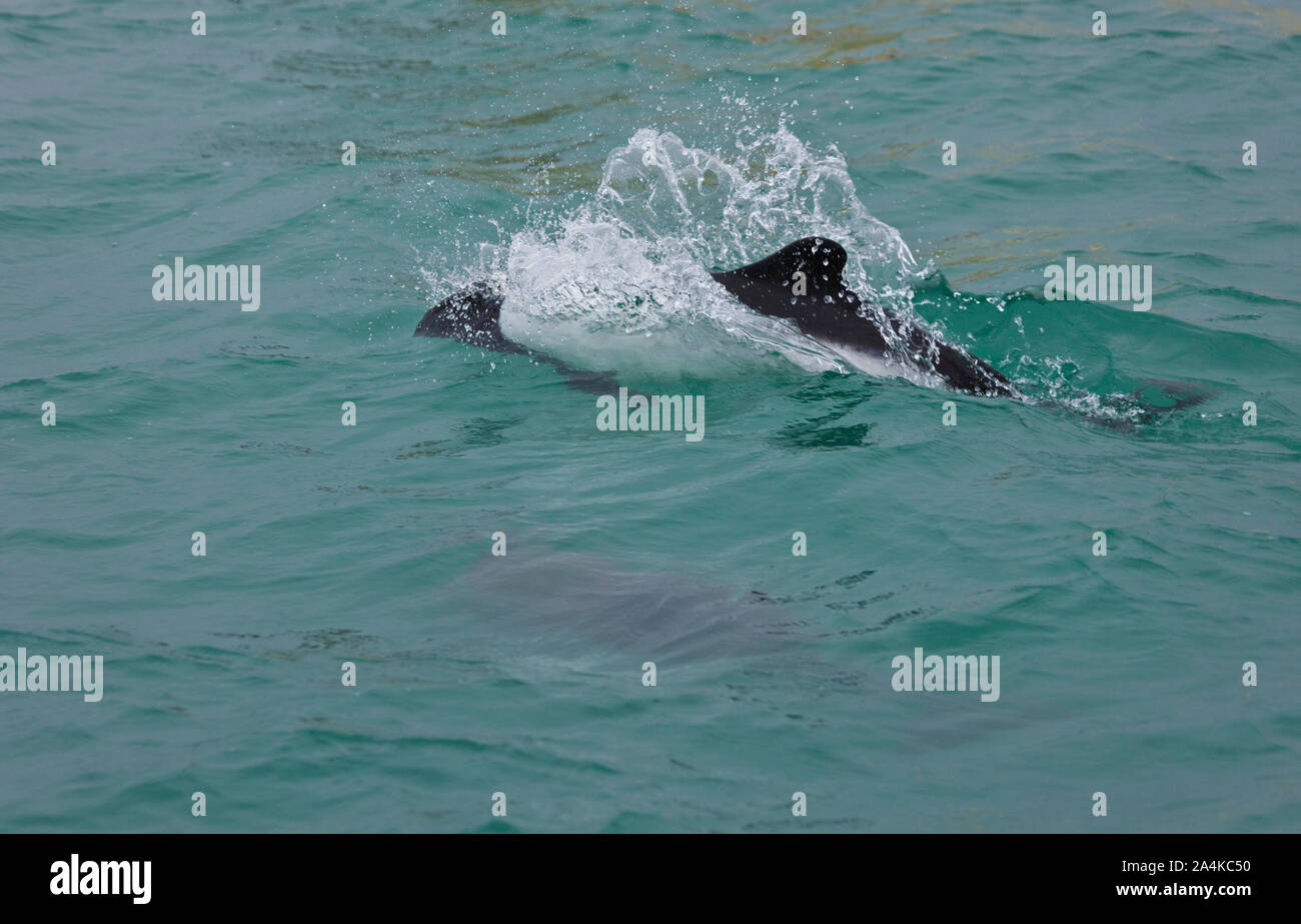 Delfin de Commerson o Tonina Overa (Cephalorhynchus commersonii),Ria ...