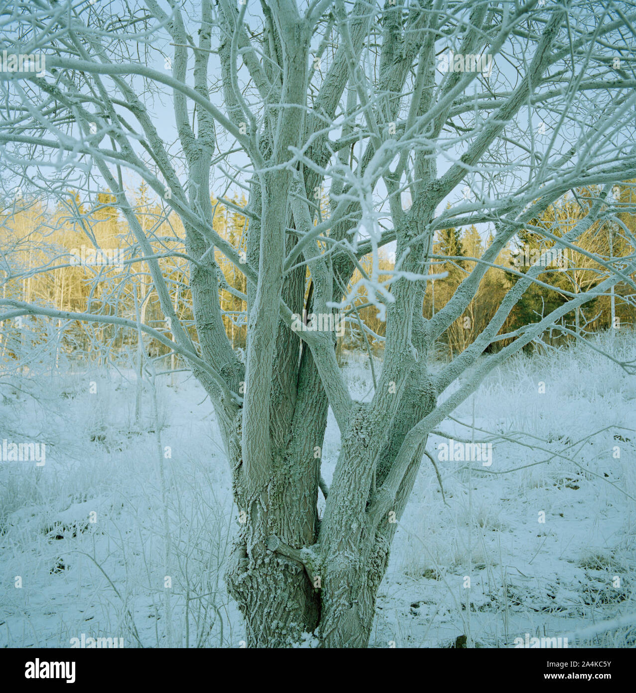 Frost of edge of wood hi-res stock photography and images - Alamy