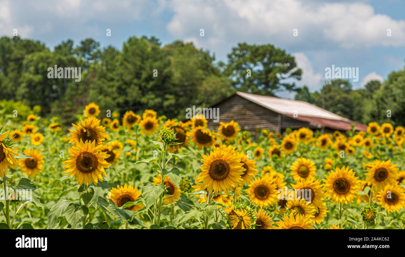 Barn Behind Field of Sunflowers Stock Photo - Alamy