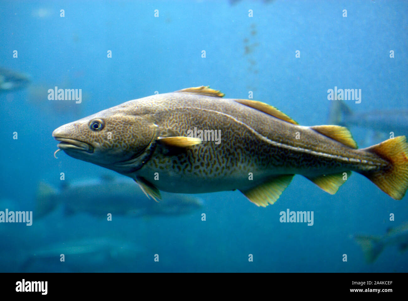 Cod in sea Stock Photo - Alamy