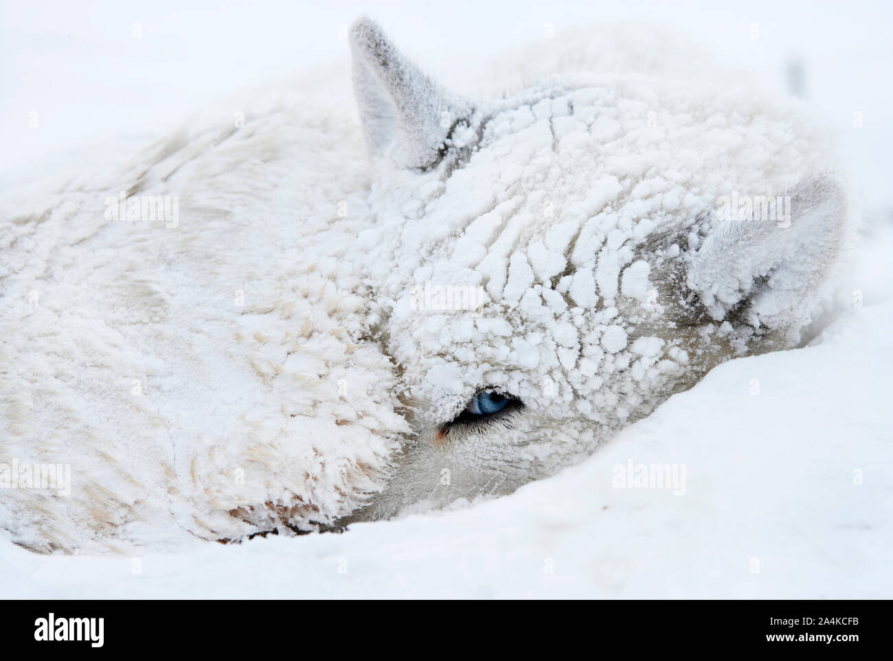 alaska husky svalbard Stock Photo - Alamy