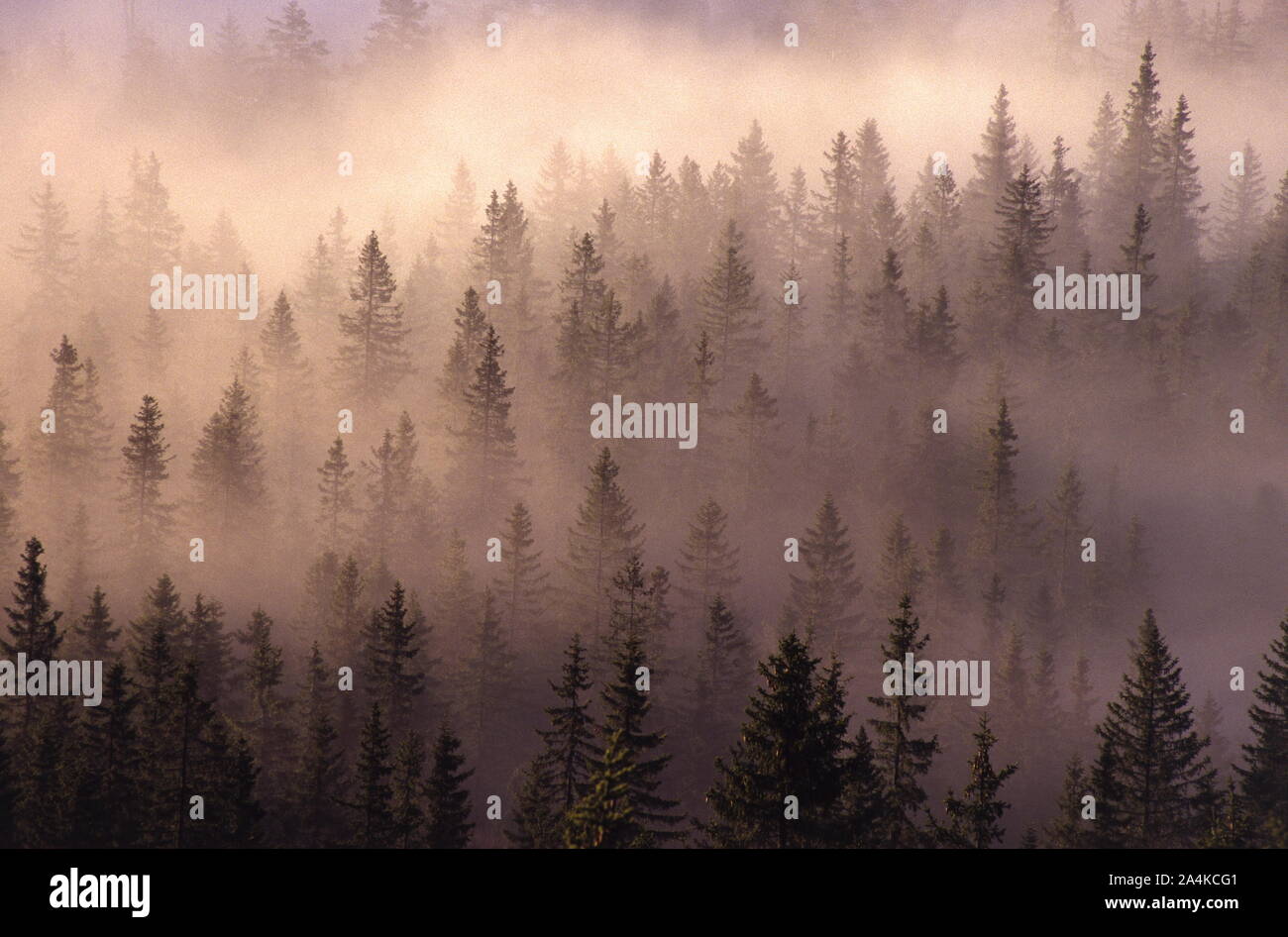 Oslo nordmarka forest hi-res stock photography and images - Alamy