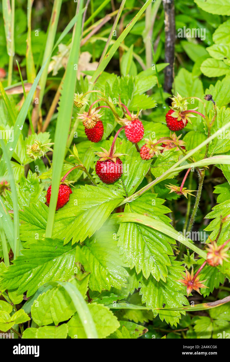 Wild strawberries plant with fruits Stock Photo - Alamy