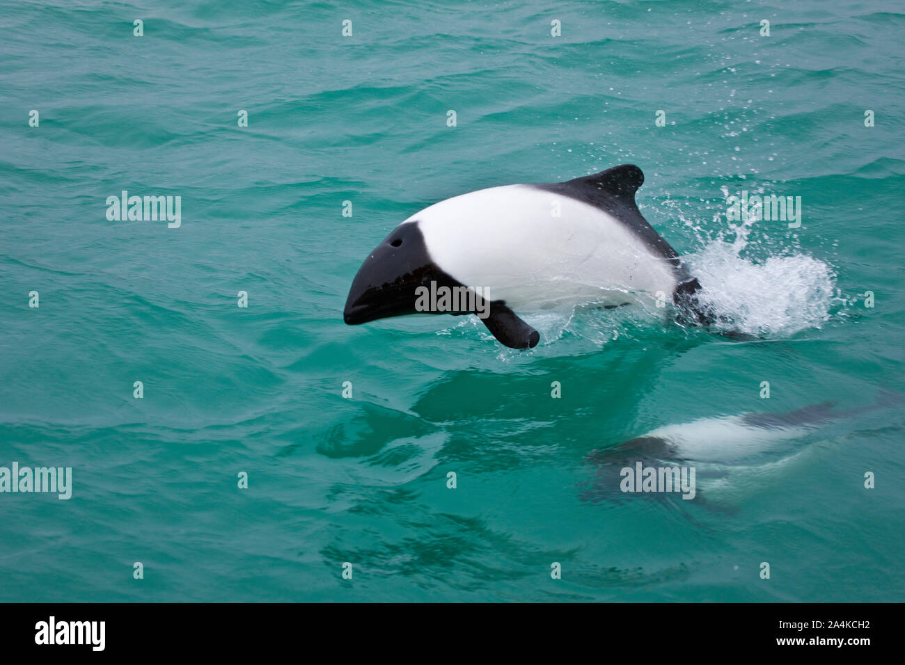 Tonina overa hi-res stock photography and images - Alamy
