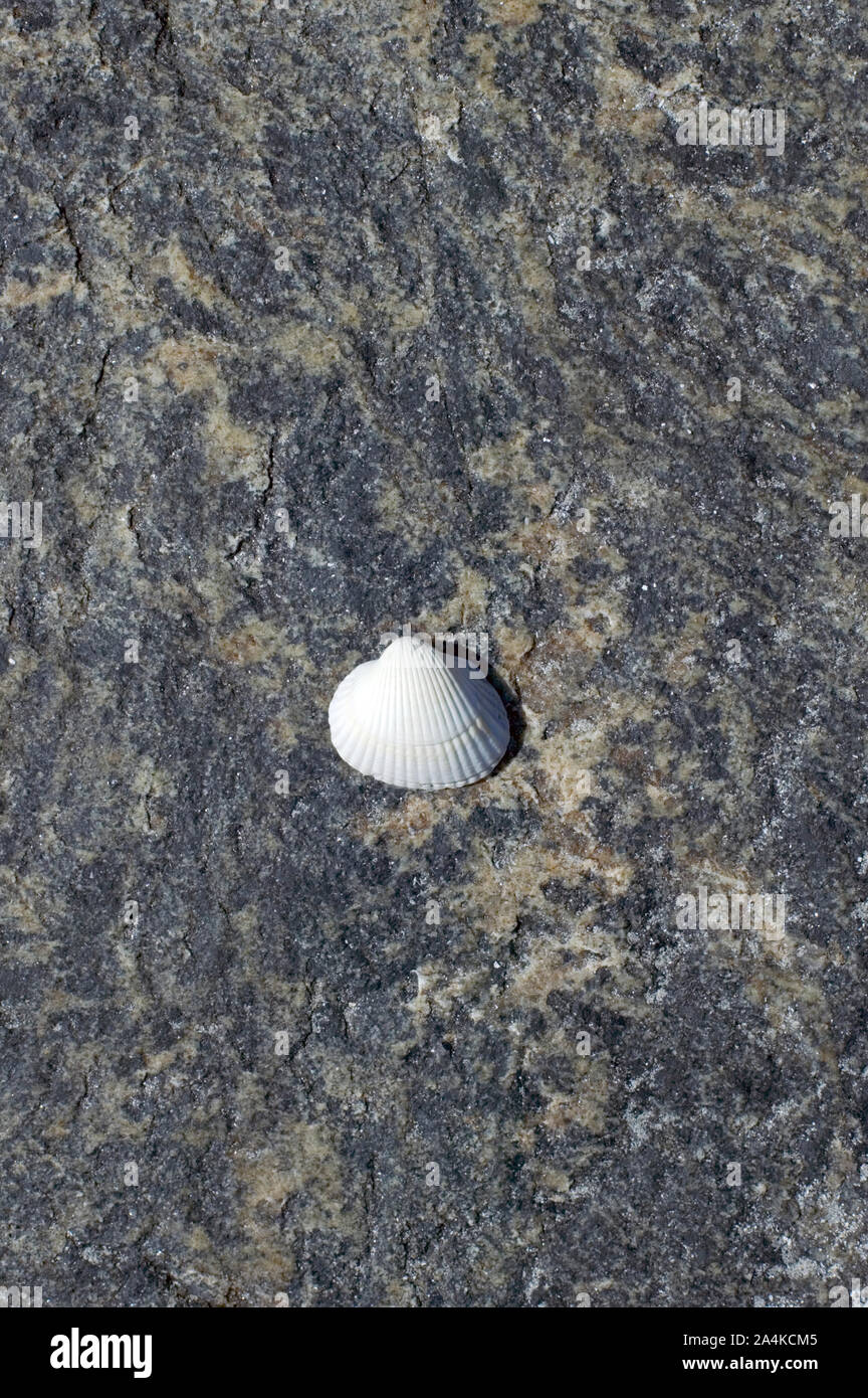 Shell shapes hi-res stock photography and images - Alamy