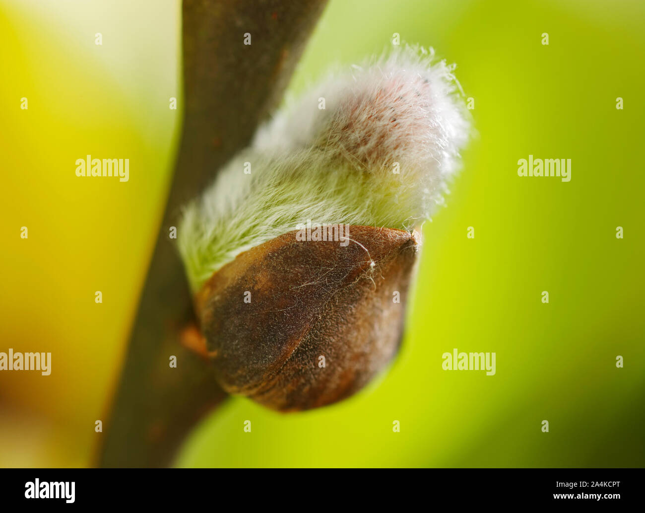 Sallow tree hi-res stock photography and images - Alamy