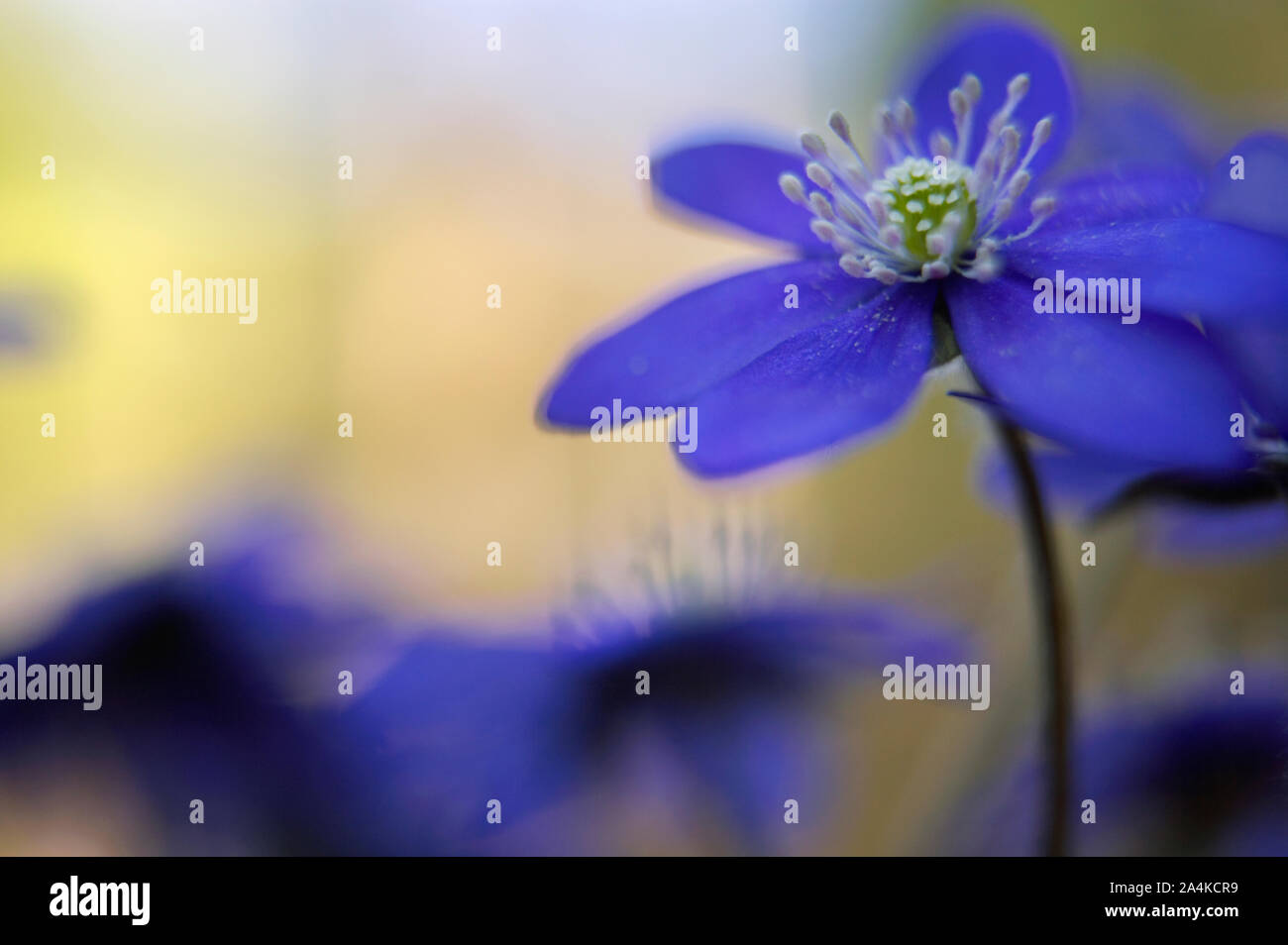 Blue anemones hi-res stock photography and images - Alamy