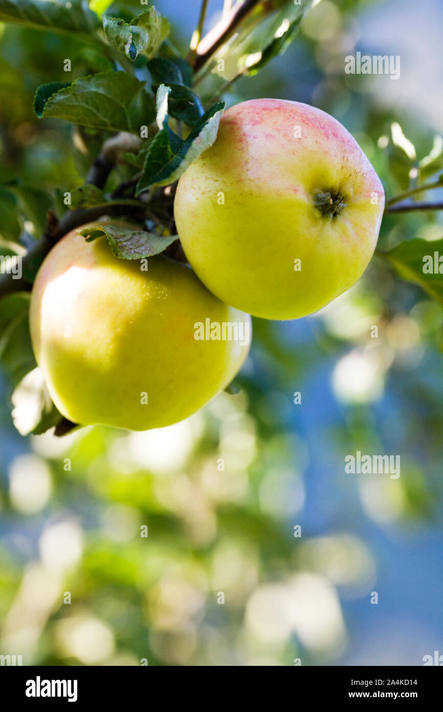 Apple tree branch in Norway Stock Photo - Alamy