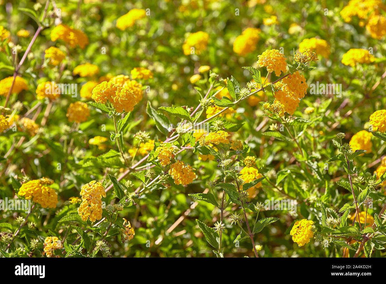 Yellow Sicilian flowers #3 Stock Photo - Alamy