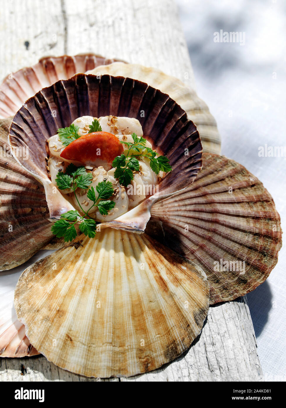 Scallop shell form hi-res stock photography and images - Alamy