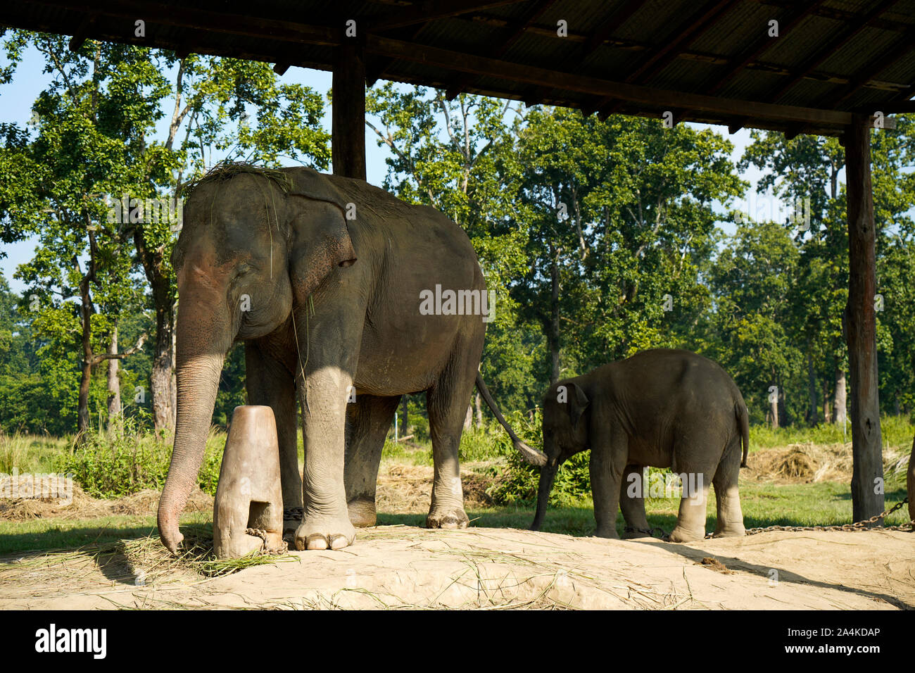 Elephant Breeding center Chitwan National park Nepal South Asia Stock ...