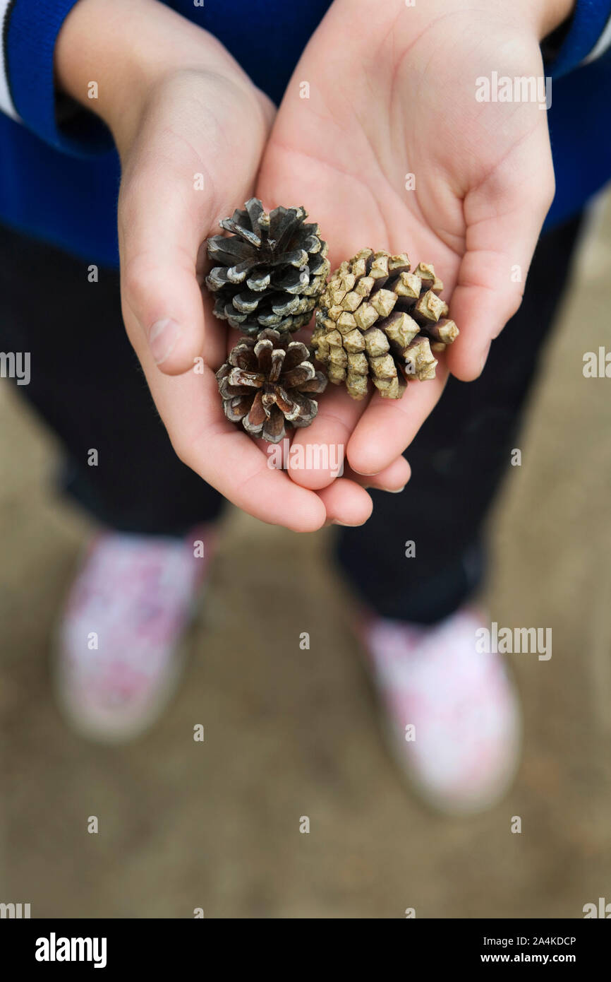 Hands holding cones Stock Photo - Alamy