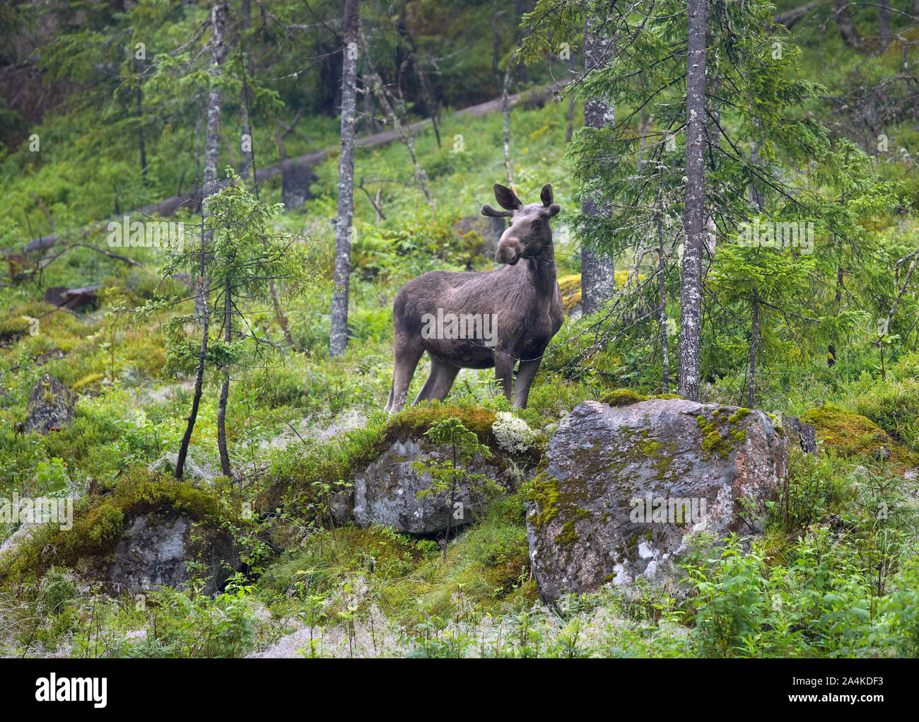 Elk form hi-res stock photography and images - Alamy