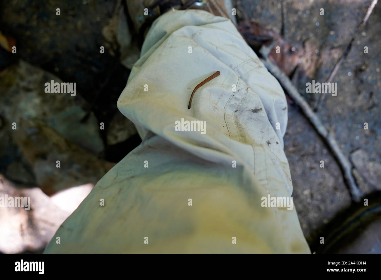 Leech on trousers Chitwan National park Nepal South Asia Stock Photo ...